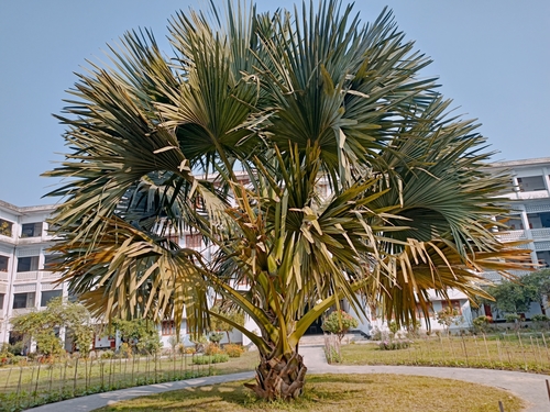 Tali palm (Corypha taliera) · iNaturalist United Kingdom