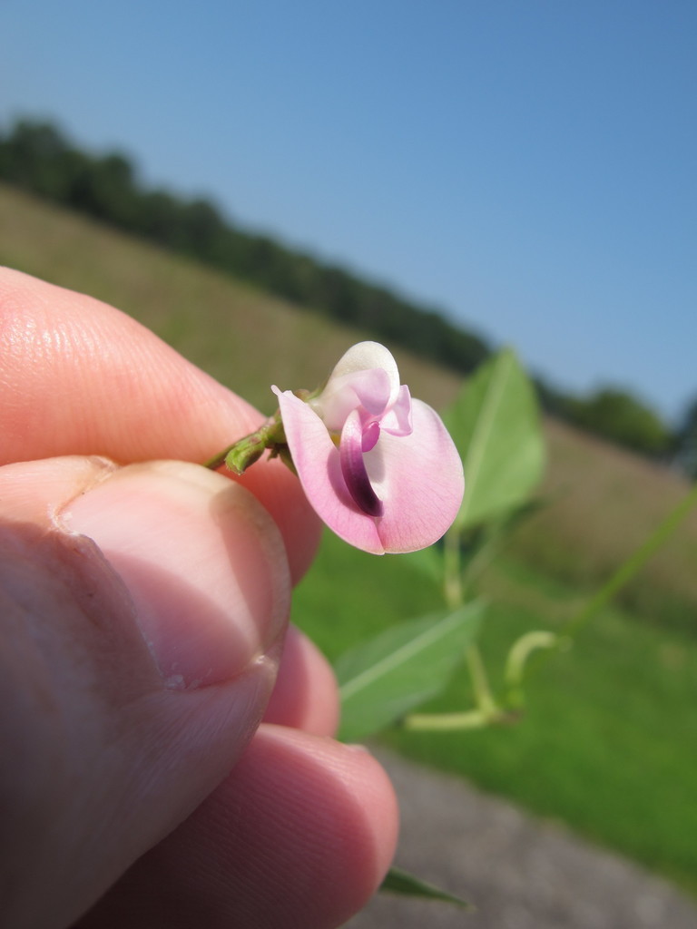 trailing fuzzy-bean from Pawlings Farm Area, VFNP, Montgomery County ...