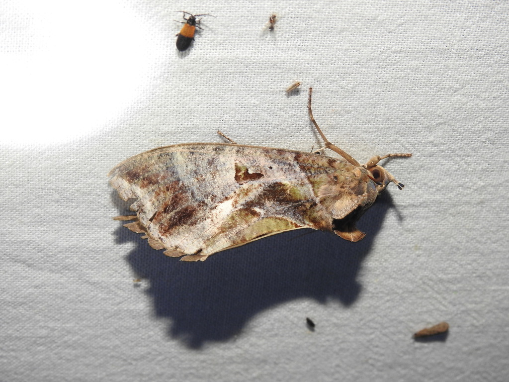 Fruit-piercing Moths in December 2021 by Hopeland · iNaturalist