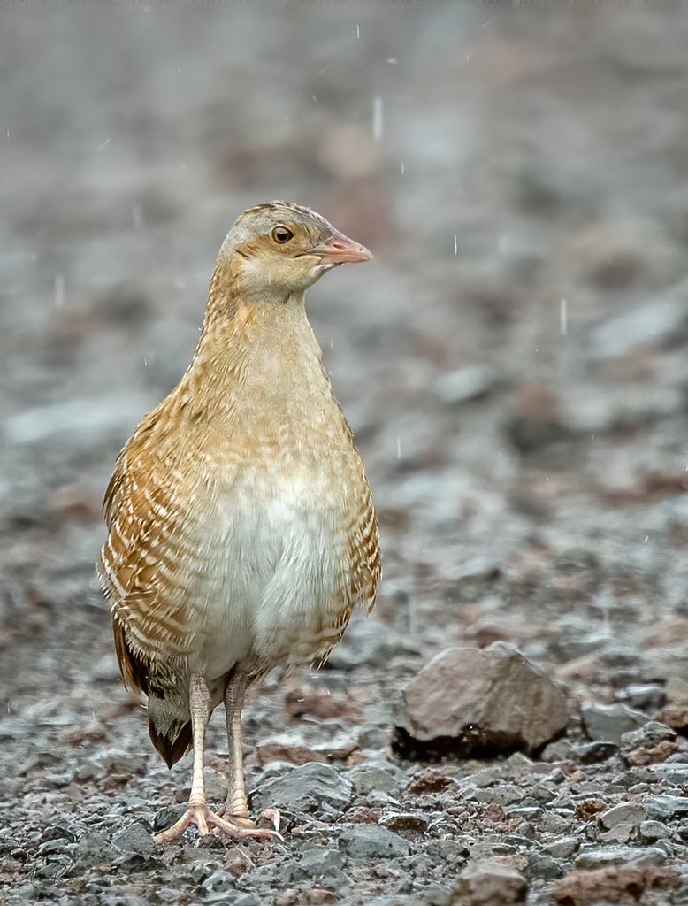 Corn Crake from Arusha National Park on December 7, 2019 at 08:34 AM by ...