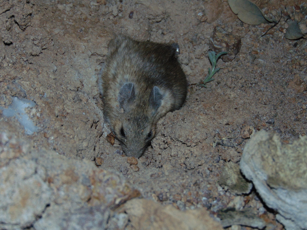 Southern Deer Mouse from Chinampas, Jal., México on May 4, 2018 at 08: ...