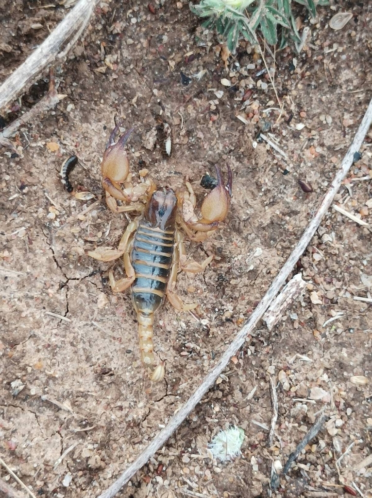 Southern African Burrowing Scorpions from Mtumba, Tansania on January 1 ...