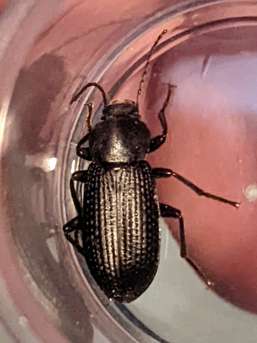 Helops perforatus · iNaturalist