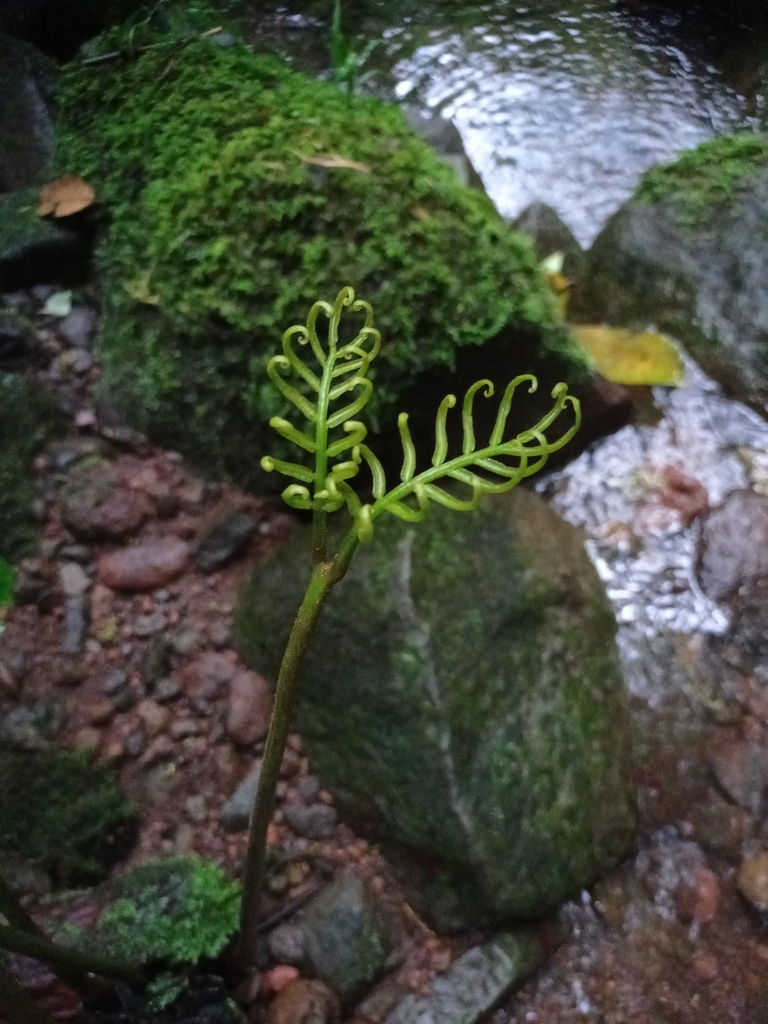 king fern (Angiopteris evecta) - Botanical Realm