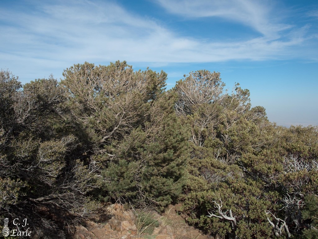 Parry pinyon from San Diego, Cleveland National Forest, California ...