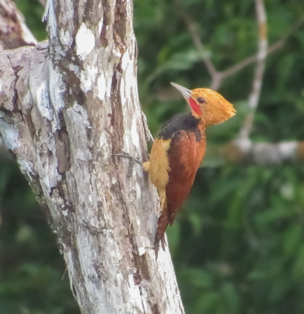 Ringed Woodpecker from Manaus - AM, Brasil on December 17, 2019 at 07: ...