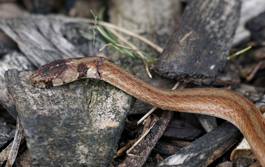 Dekay's Brownsnake from Waco, TX, USA on January 01, 2022 at 11:38 AM ...