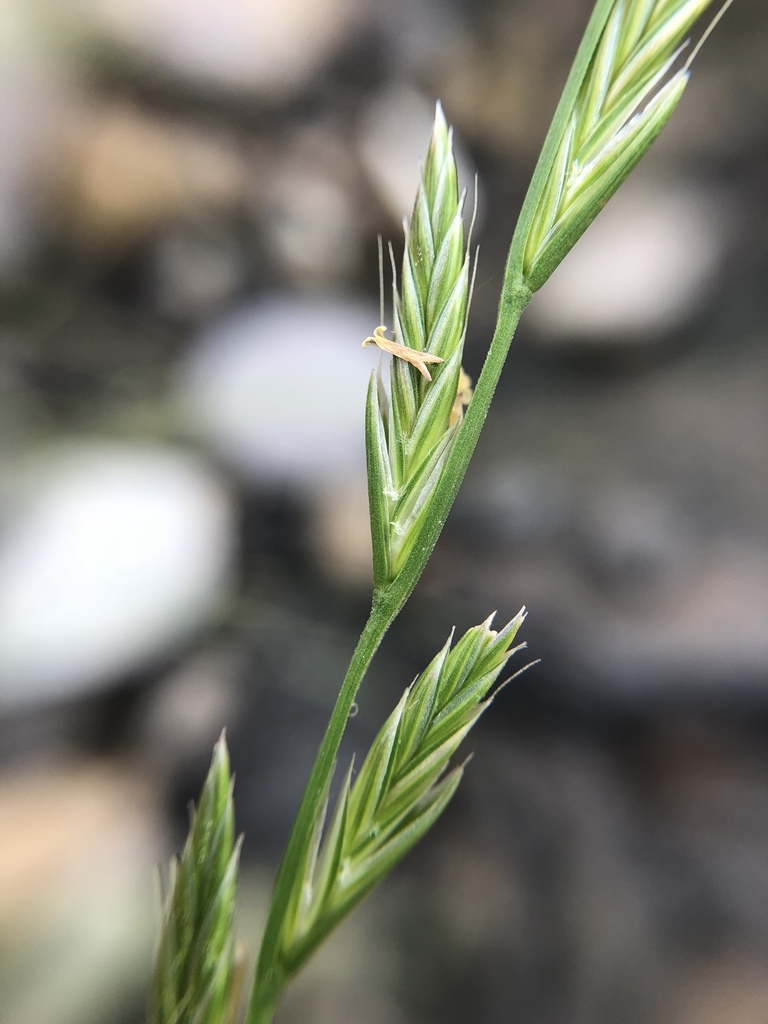 Ryegrasses (Poaceae (Grass) of the Pacific Northwest) · iNaturalist