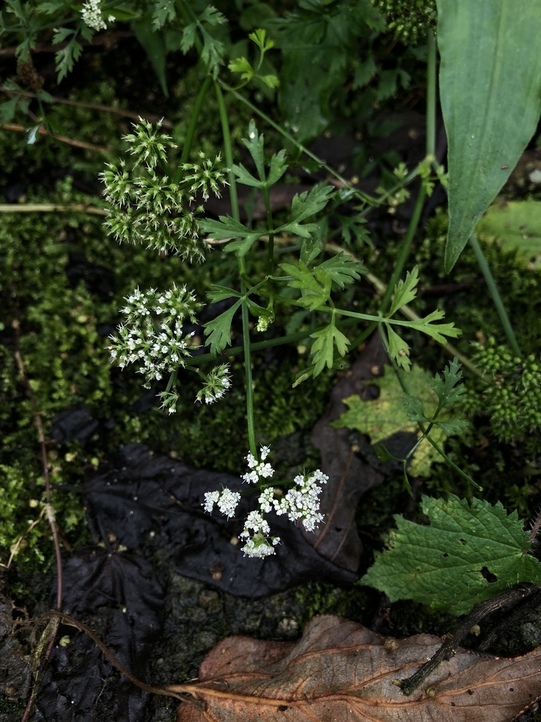 Java water-dropwort from 424台灣台中市和平區大雪山五四 林道, 和平區, 台中市, TW on May 04 ...