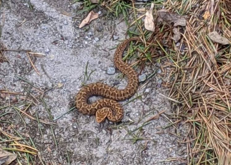 Himalayan Pitviper from Landour, Mussoorie, Uttarakhand, India on ...