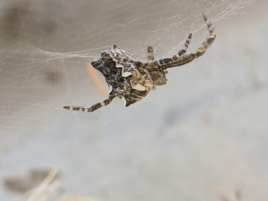 Tropical Tent-web Spider in January 2022 by aggranada · iNaturalist