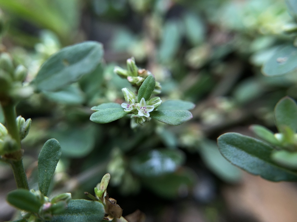 Small Knotweed (Flowering plants of Botswana) · iNaturalist