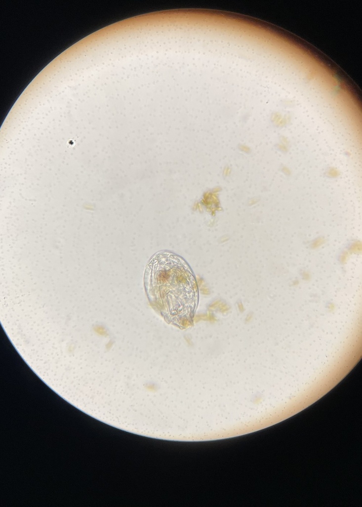 Lecane from S Maple Rd, Ann Arbor, MI, US on January 01, 2022 at 01:06 ...