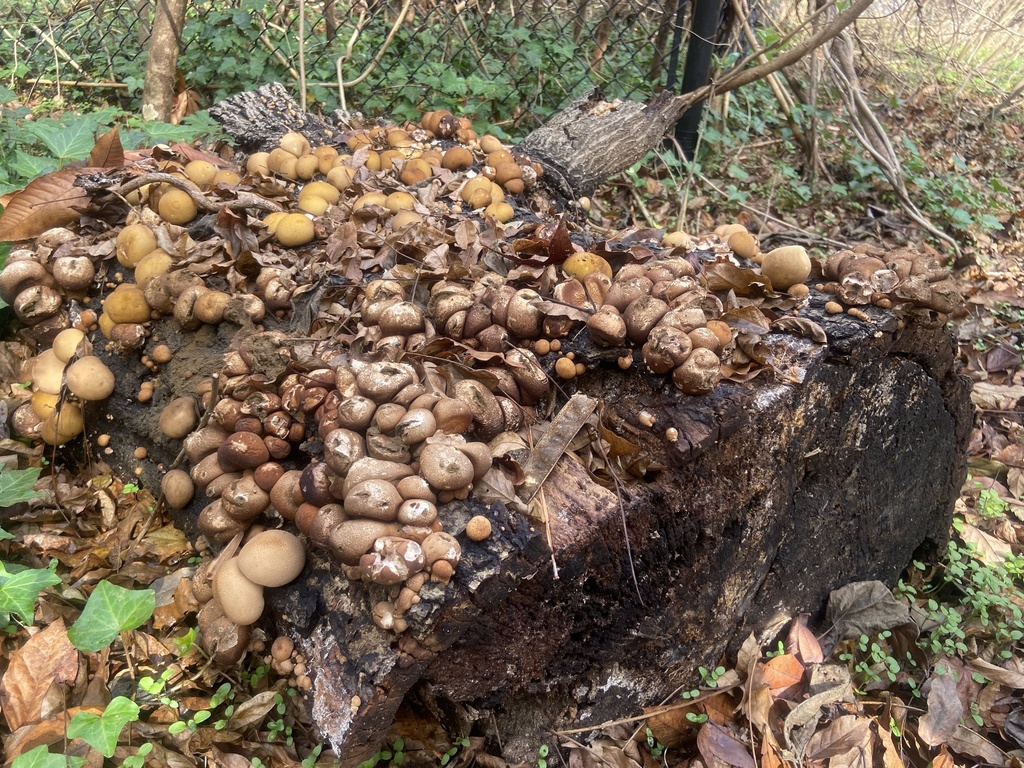 Apioperdon from Locust Cres, Virginia Beach, VA, US on January 1, 2022 ...