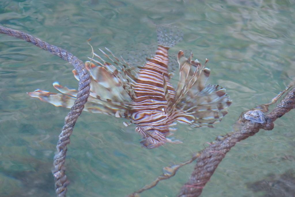 Indian Lionfish from Crete, Crete, GR on September 8, 2021 at 08:43 AM ...
