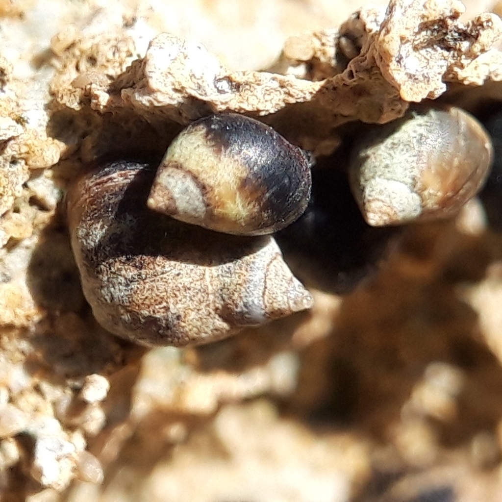 Small Periwinkle (Intertidal species of NE Atlantic) · iNaturalist