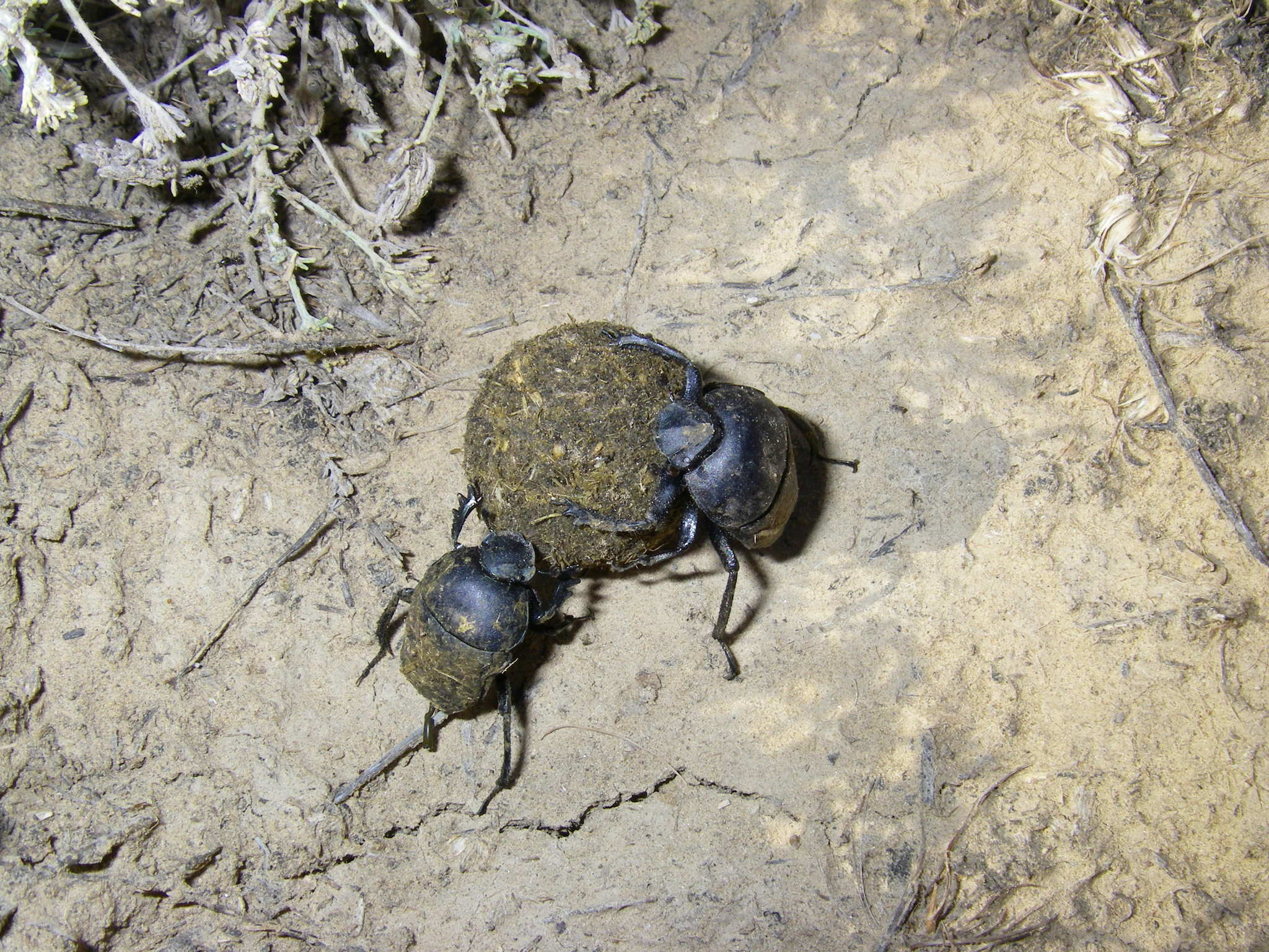 Gymnopleurus mopsus (Pallas, 1781)