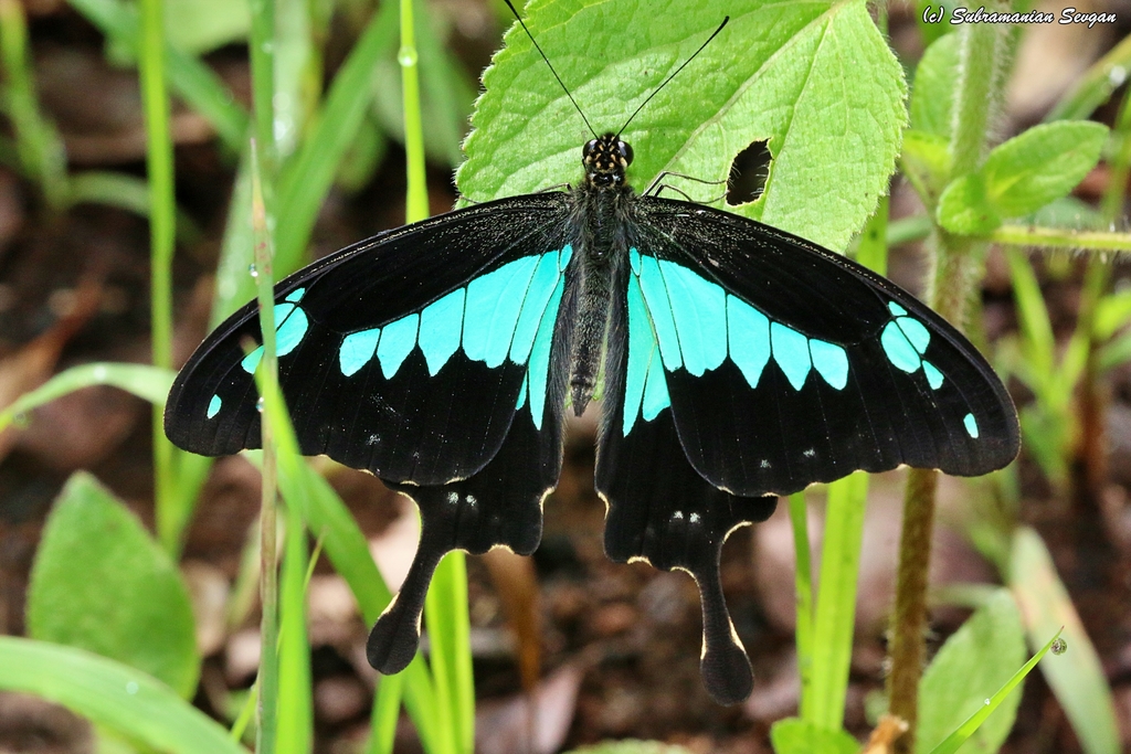Papilio phorcas ansorgei from Muthaiga, Nairobi, Kenya on December 28 ...