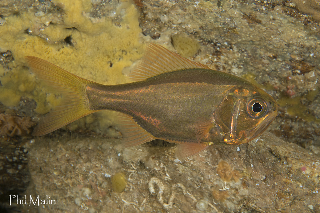 Sandpaper Fish (Fishes of Port Phillip Bay, Victoria) · iNaturalist