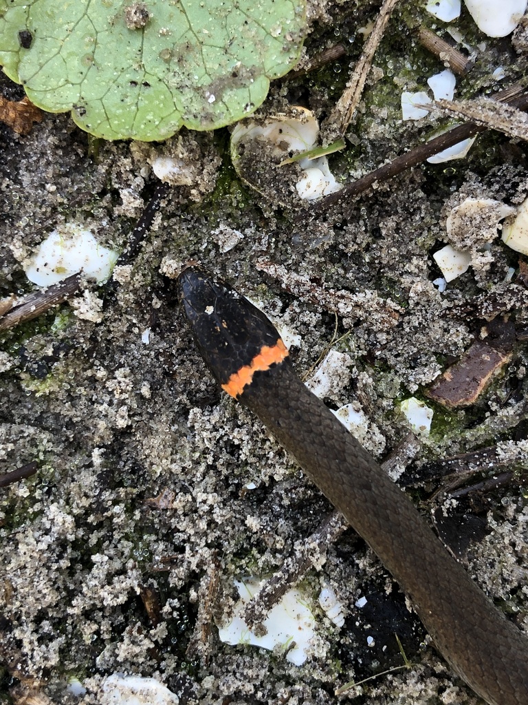 Ring-necked Snake from Sea Place Ave, Saint Augustine, FL, US on ...
