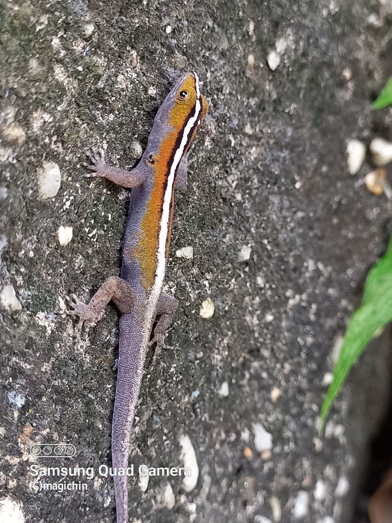 Wiegmann's Striped Gecko from St Joseph, Trinidad and Tobago on January ...