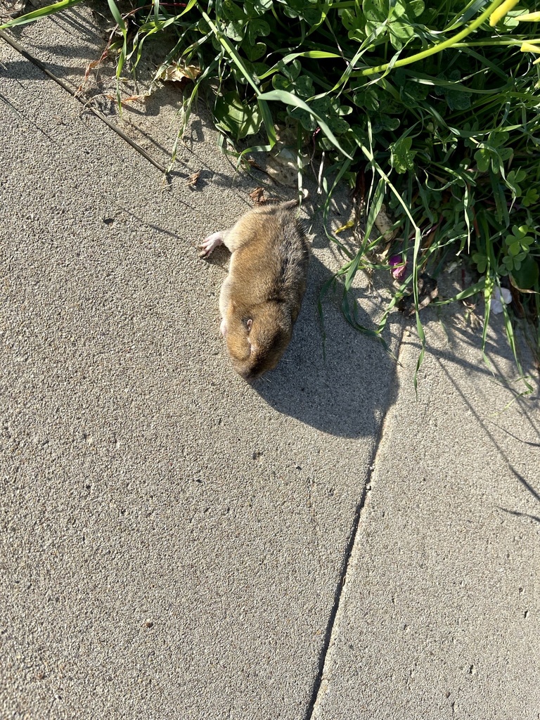 Botta's Pocket Gopher from Linbrook Pl, San Diego, CA, US on January 01 ...