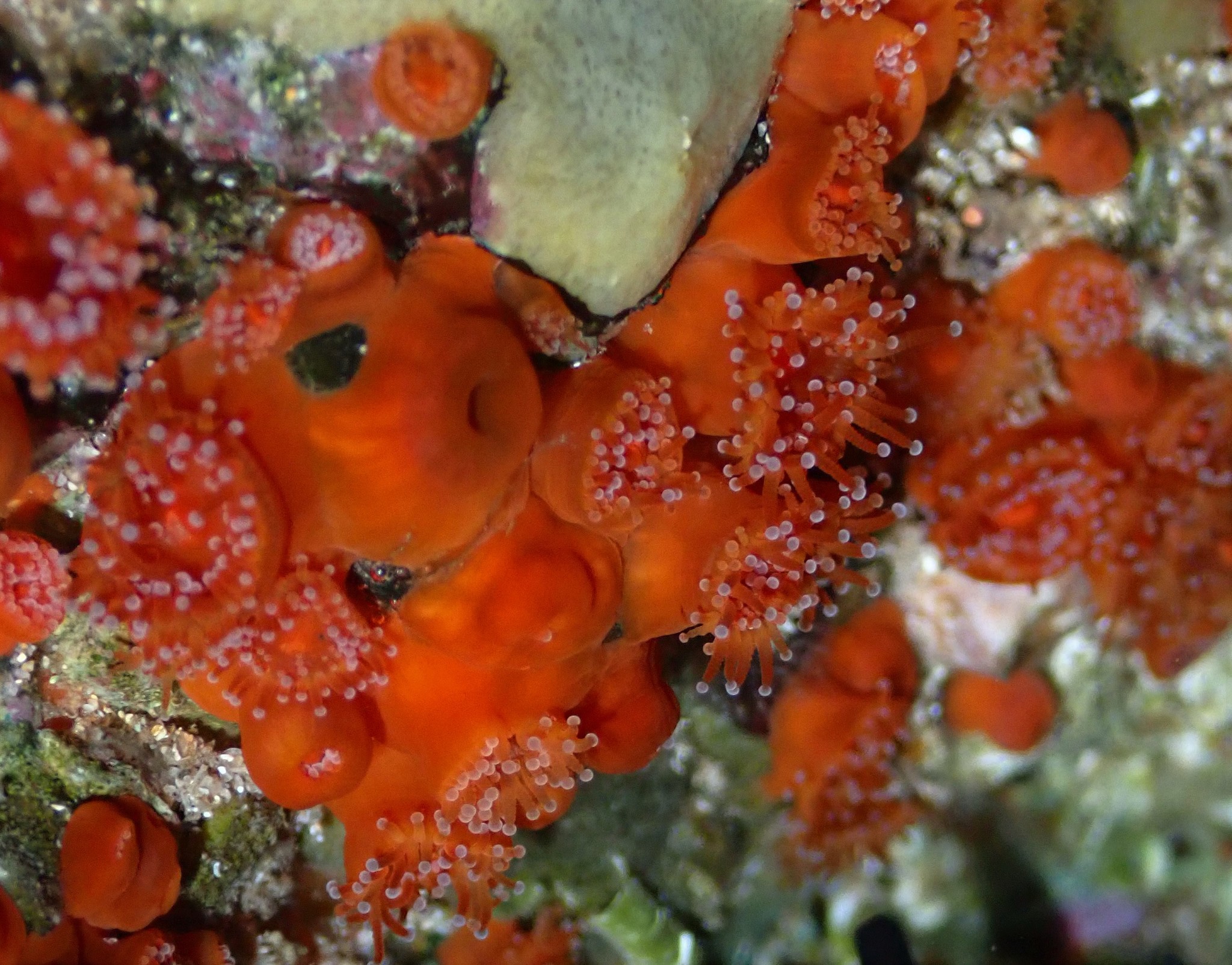 Corynactis australis Haddon & Duerden, 1896