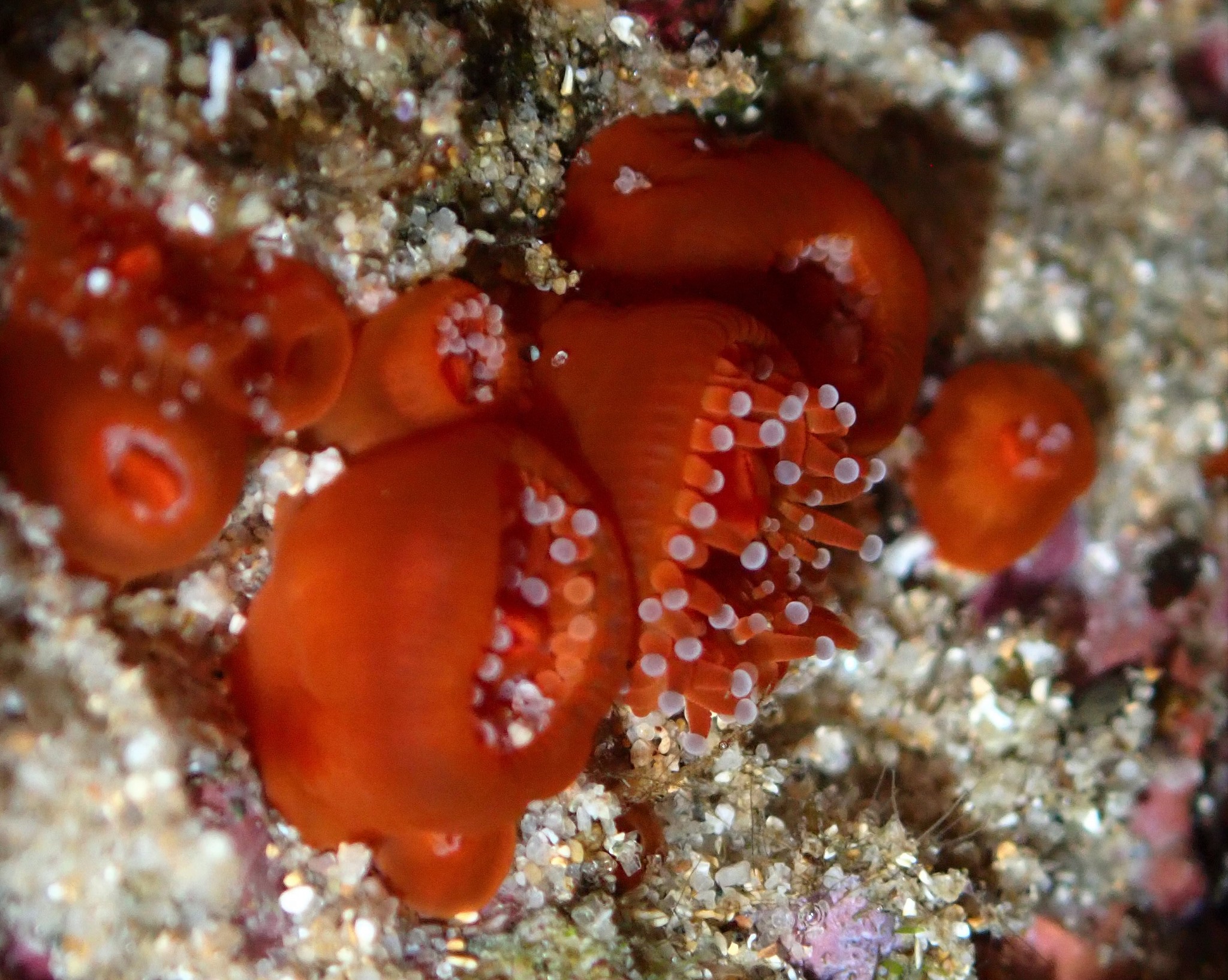 Corynactis australis Haddon & Duerden, 1896