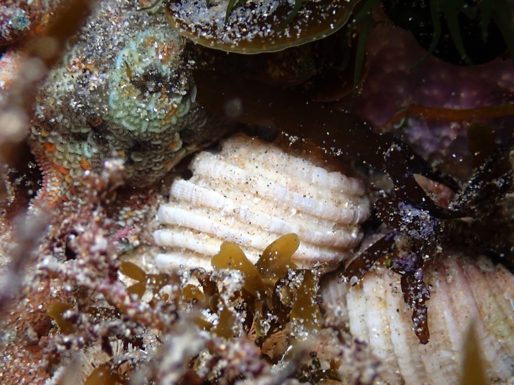 Cart-Rut Shell from Frazer Beach, New South Wales, Australia on January ...
