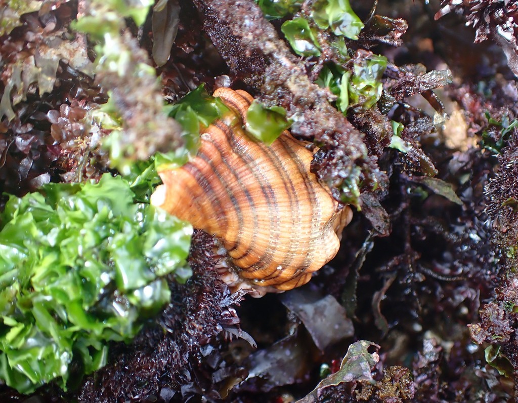 Spengler's Trumpet Snail from Frazer Beach, New South Wales, Australia ...