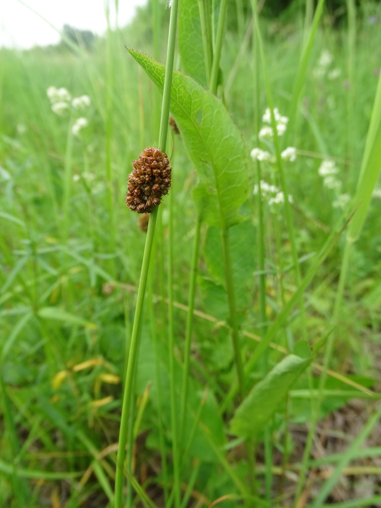 Compact Rush in June 2021 by Grzegorz Grzejszczak · iNaturalist
