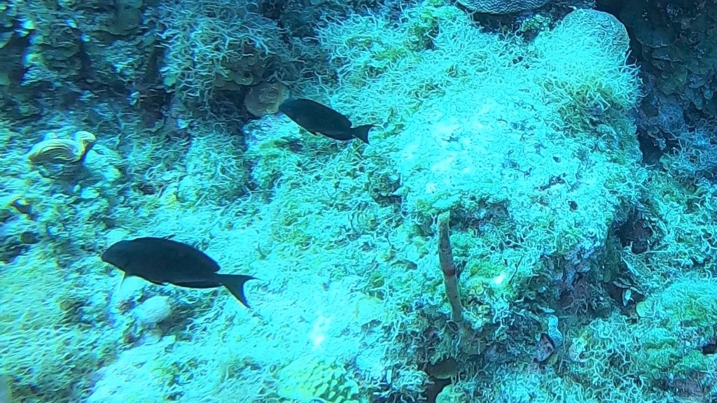 Acanthurus from Cut Through City dive site on April 14, 2021 by Matthew ...