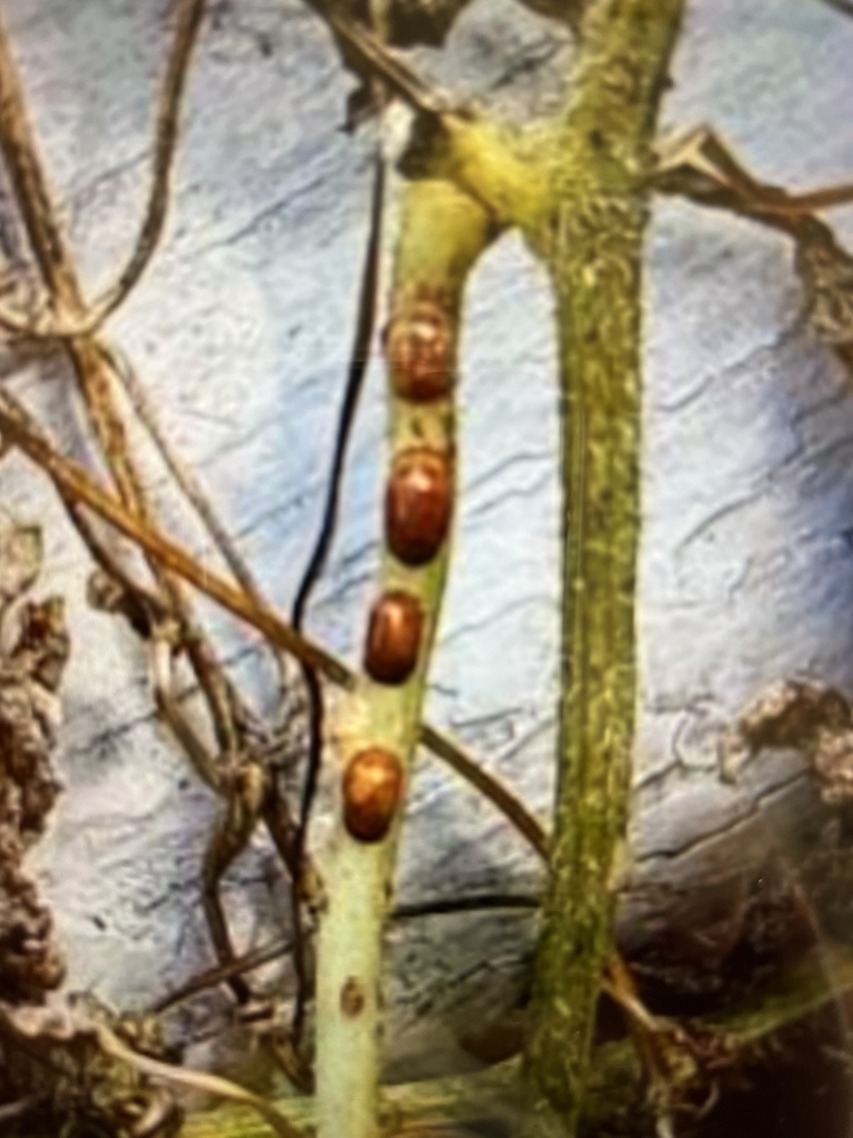 Soft scales from Hawaiʻi, Hilo, HI, US on January 1, 2022 at 10:47 AM ...