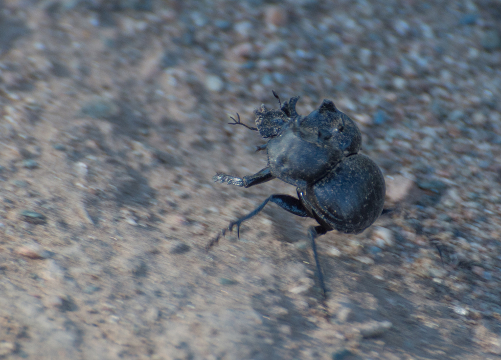 Glyphoderus sterquilinus from Pocho, Córdoba, Argentina on December 15 ...