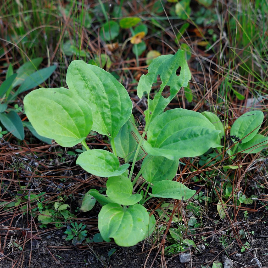 greater plantain from Big Branch Marsh National Wildlife Refuge, St ...