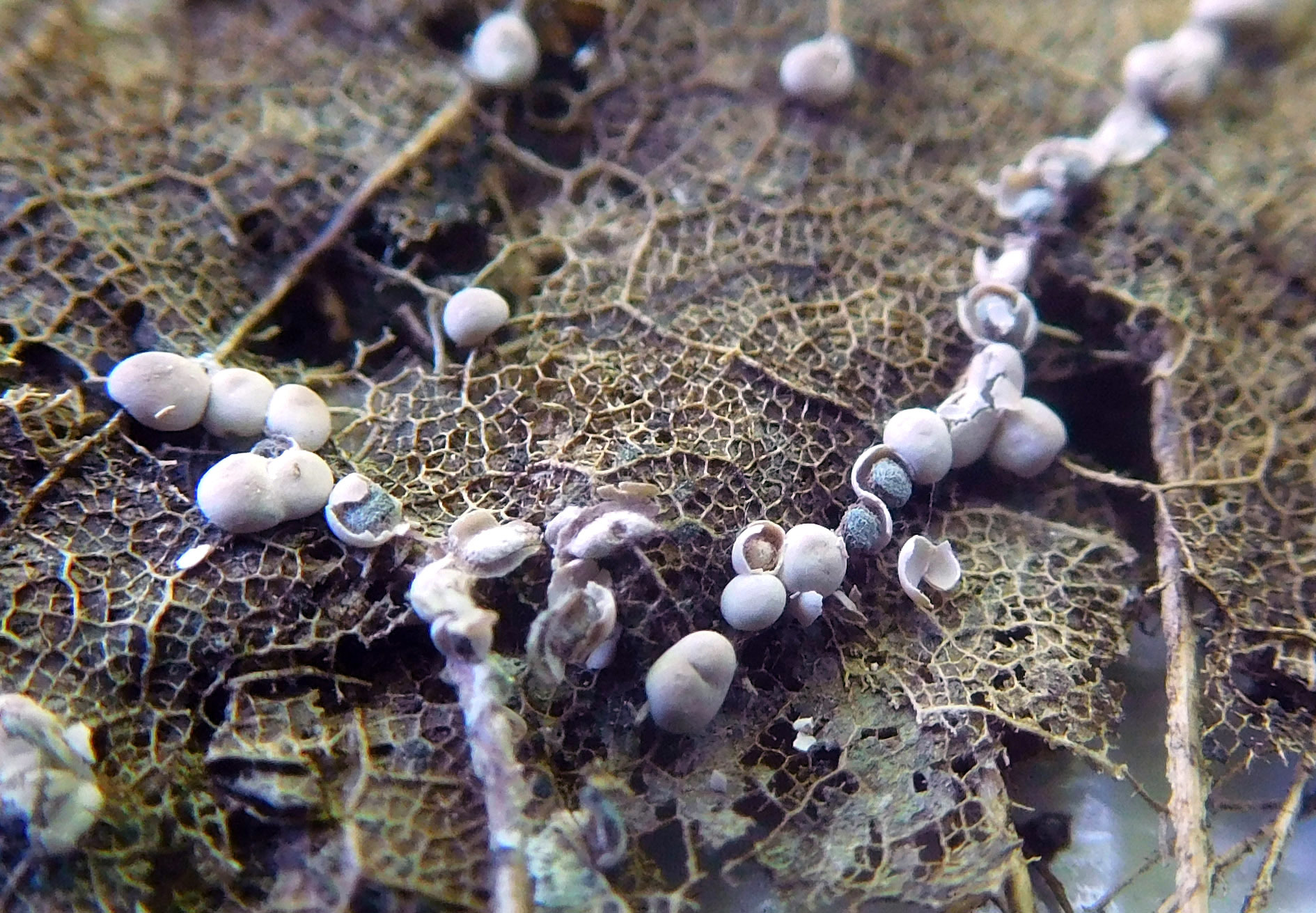 Diderma testaceum (Schrad.) Pers., 1801