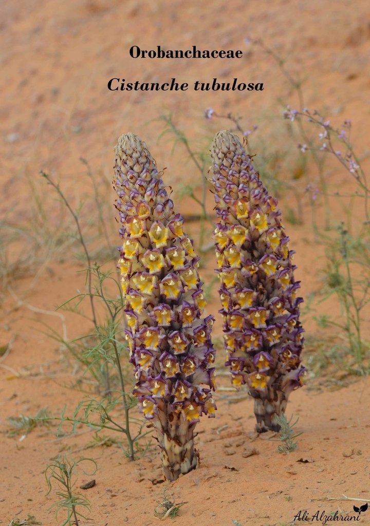 desert hyacinth from Jubbah, Hai’l, Saudi Arabia on February 27, 2021 ...