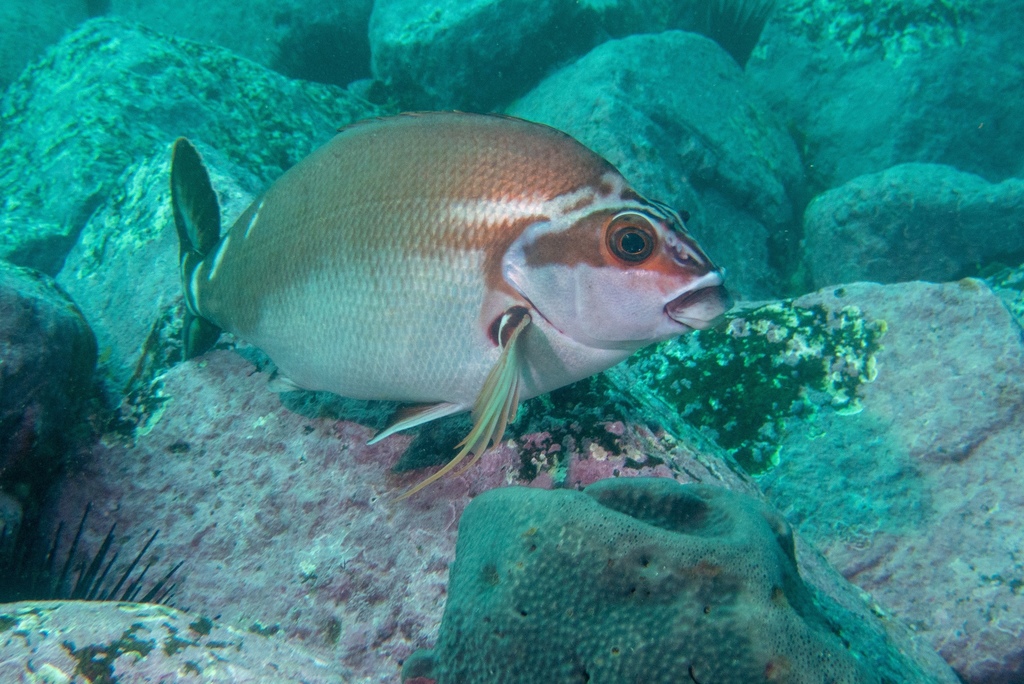 Trumpeters (Latridae) - Marine Life Identification