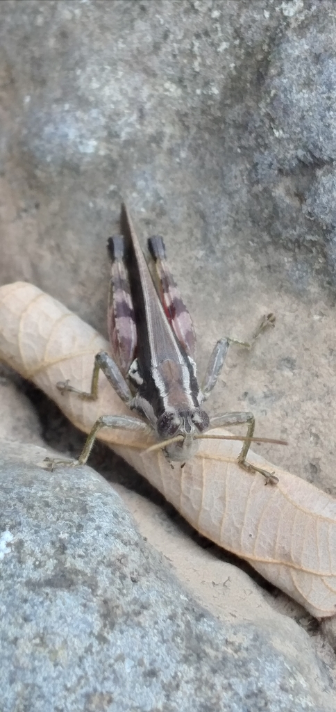 Dichroplus from Ponte sobre Rio Piai - Unnamed Road - Vila Cristina, Caxias do Sul - RS, Brasil ...
