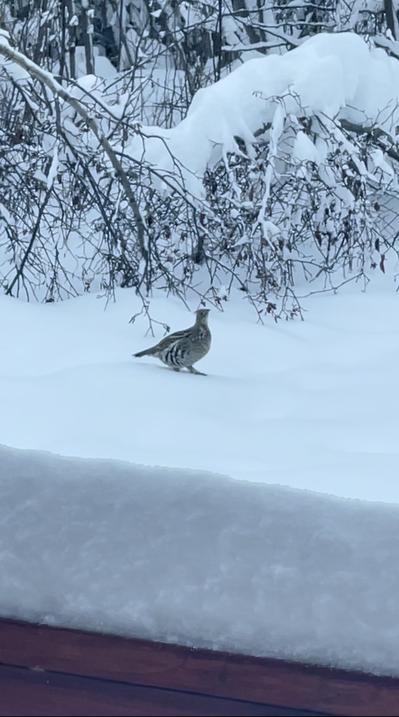 Ruffed Grouse from Eielson Farm Rd, North Pole, AK, US on January 01 ...