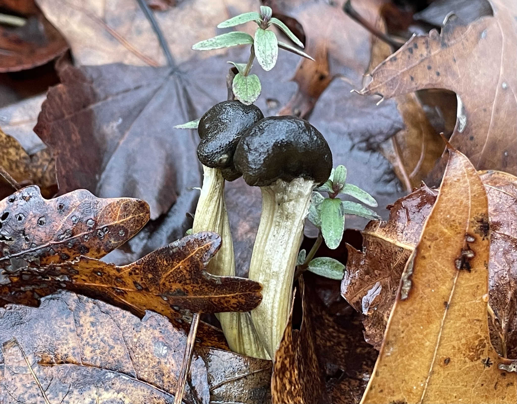Tolypocladium W.Gams, 1971