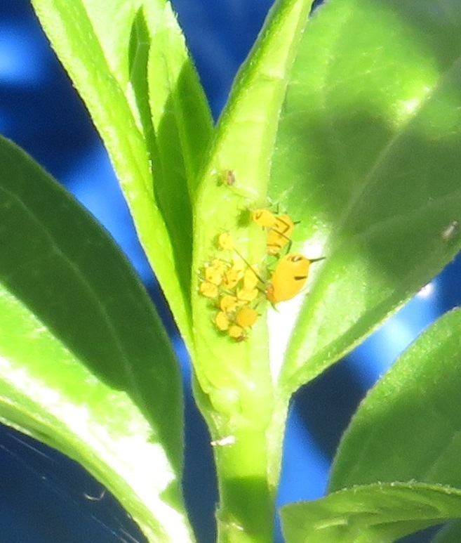 Oleander Aphid from St. Petersburg, FL, USA on January 01, 2022 at 04: ...