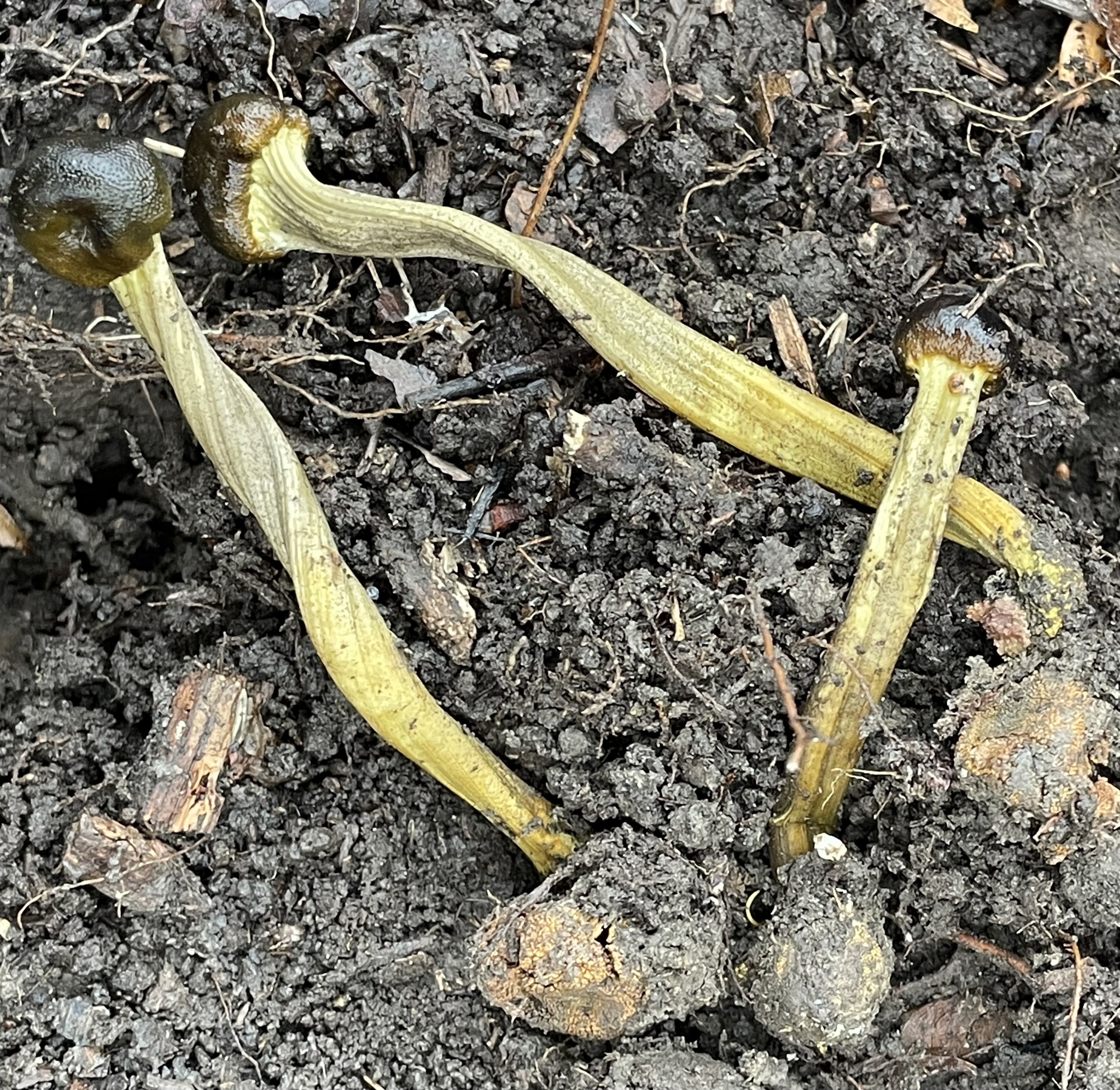 Tolypocladium W.Gams, 1971