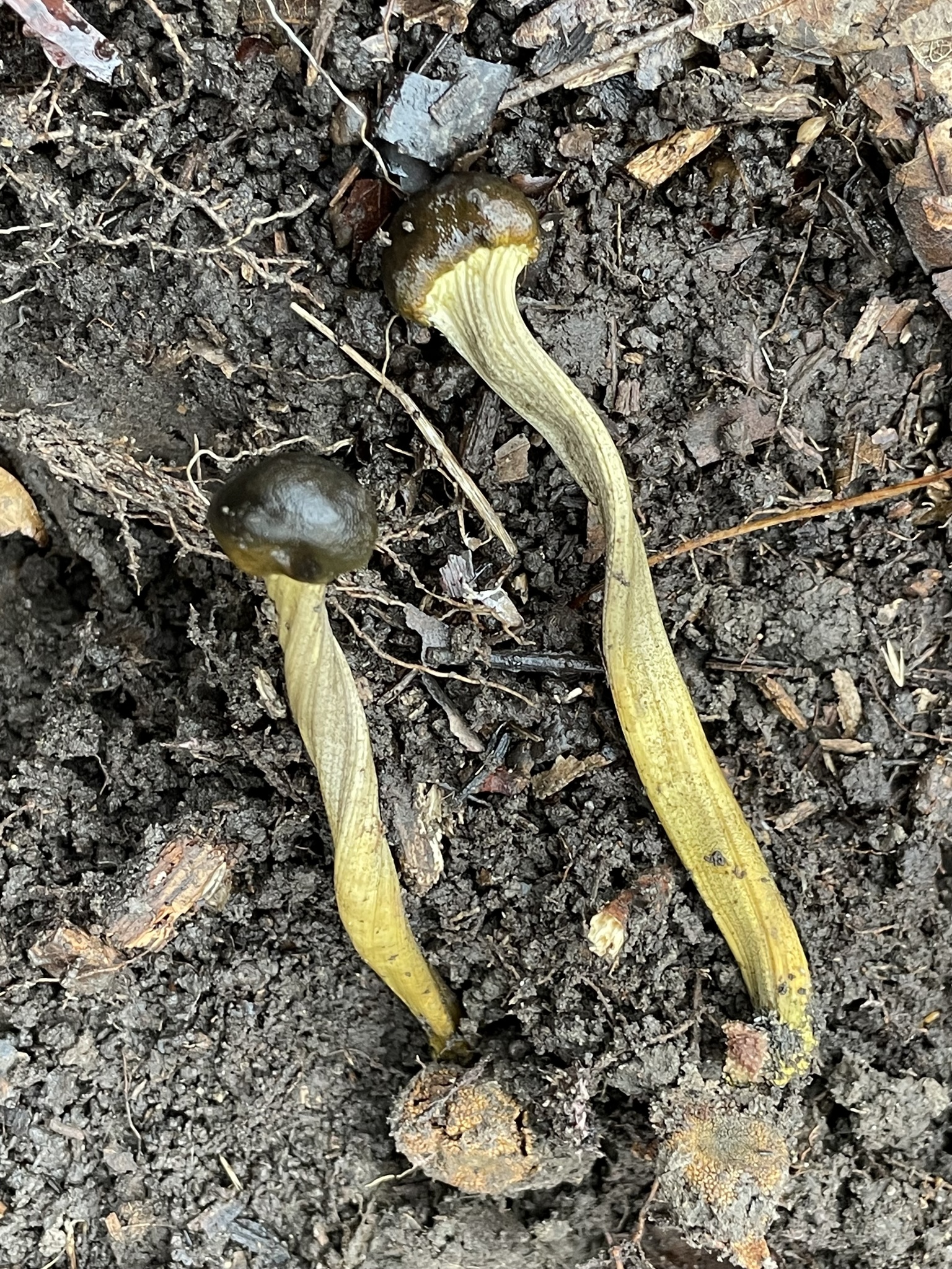 Tolypocladium W.Gams, 1971
