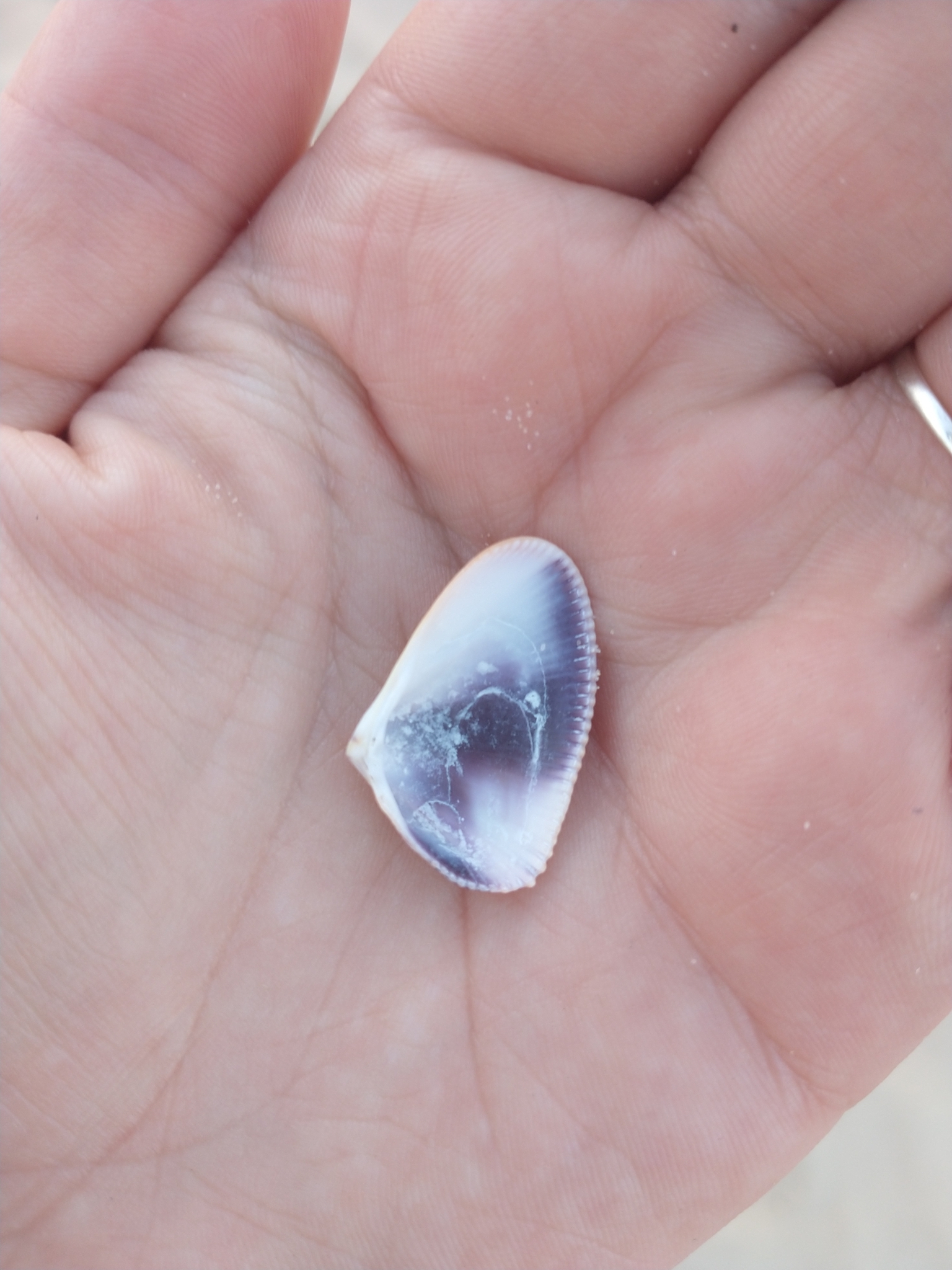 Donax hanleyanus Philippi, 1847