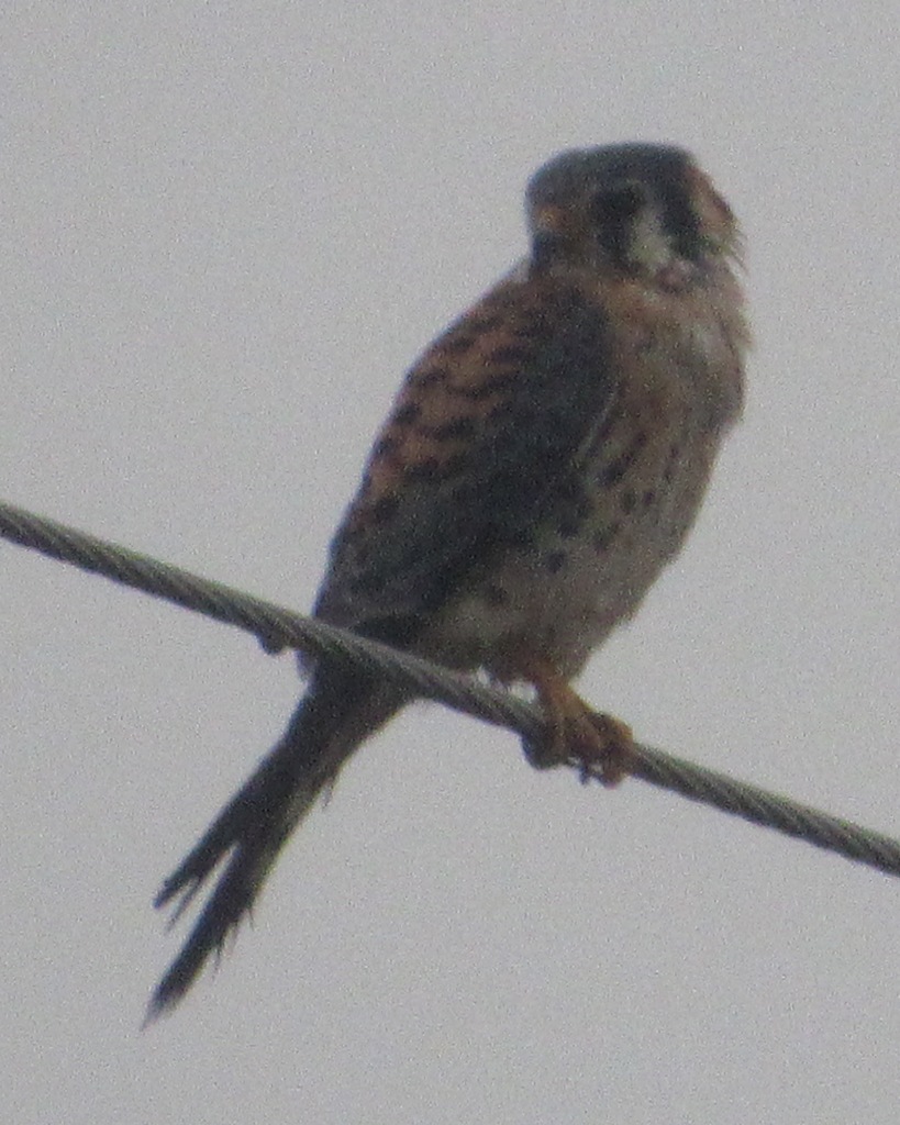 American Kestrel from Queen Anne's County, MD, USA on January 1, 2022 ...