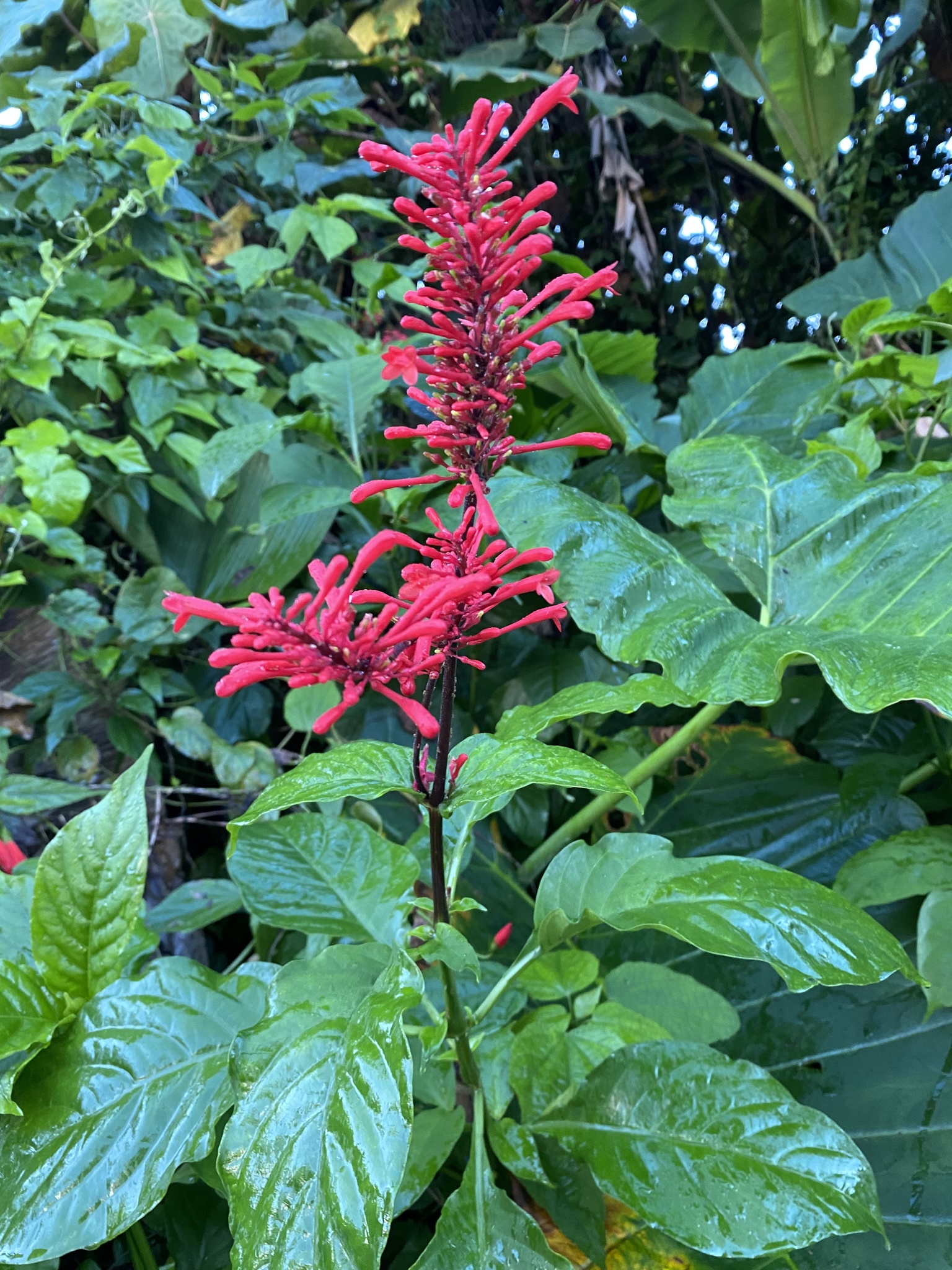 Odontonema cuspidatum (Nees) Kuntze