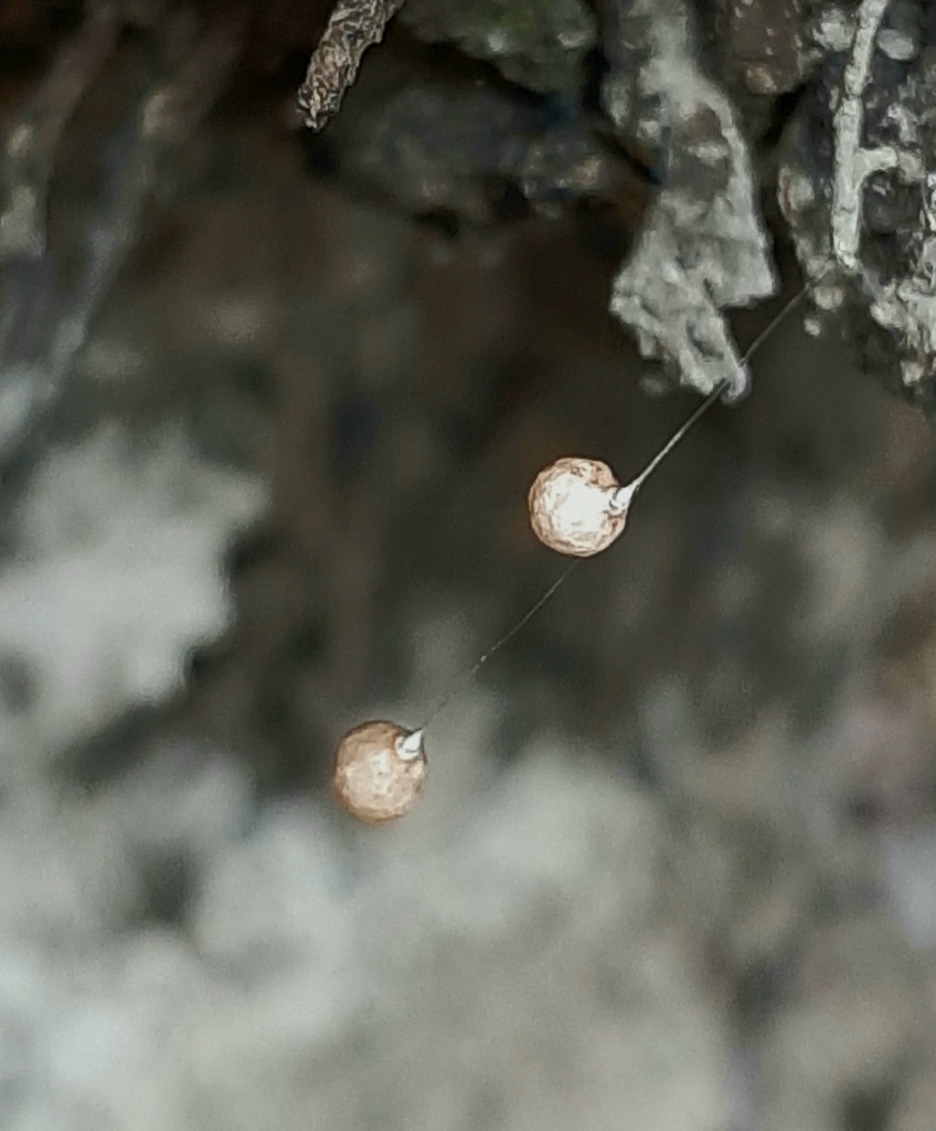 Spiders from Delmar, NY 12054, USA on January 01, 2022 at 10:55 AM by ...