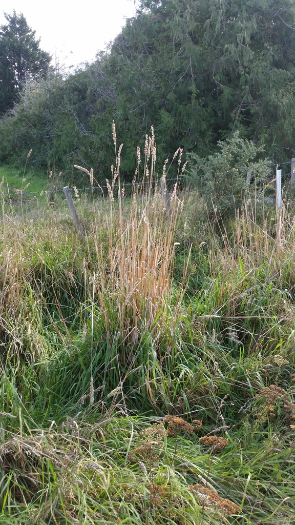 harding grass from Tai Tapu 7672, New Zealand on May 05, 2018 at 02:12 ...