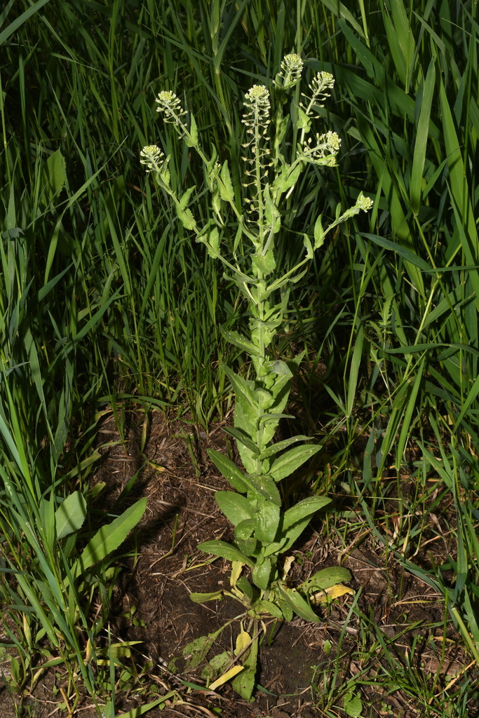 field peppergrass from Jefferson County, CO, USA on June 22, 2021 at 05 ...